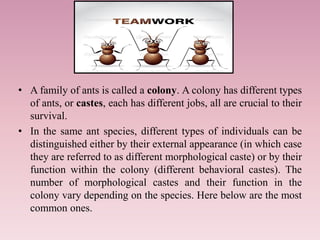 Ants - Social organisation and types of nests | PDF
