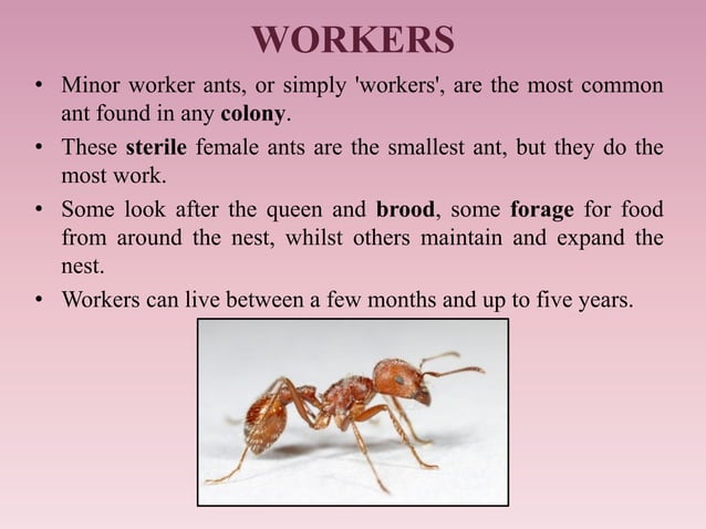 Ants - Social organisation and types of nests | PPT
