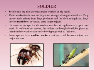 Ants - Social organisation and types of nests | PDF