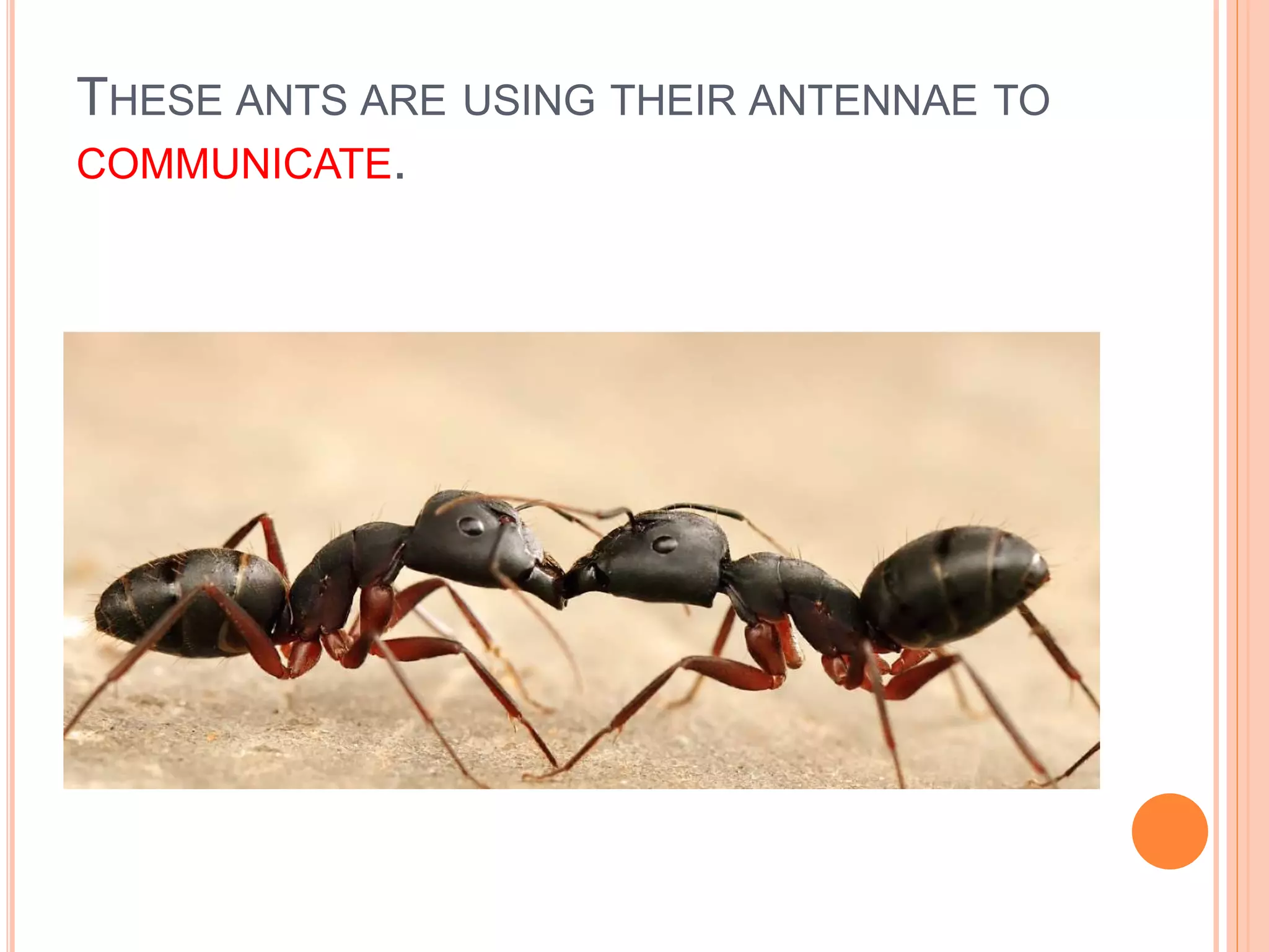 Ants and spiders vocabulary | PPTX