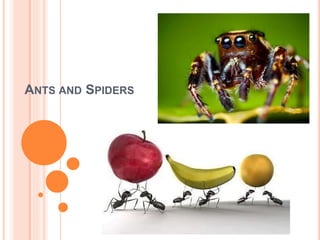Ants and spiders vocabulary | PPT