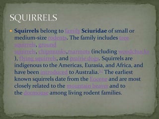 Ants and squirrels the super ppt | PPTX