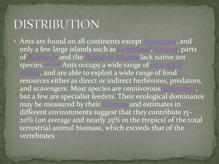 Ants and squirrels the super ppt | PPTX