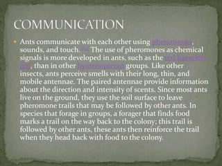 Ants and squirrels the super ppt | PPTX