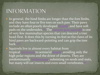 Ants and squirrels the super ppt | PPTX