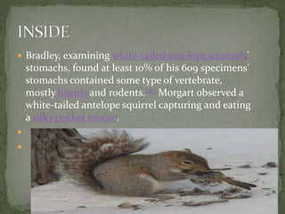 Ants and squirrels the super ppt | PPTX | Biological Sciences | Science