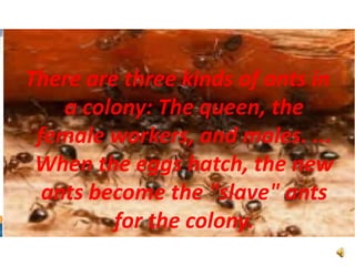 Ants (english homework).pptx