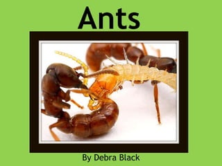 Ants for grade 2 | PPT
