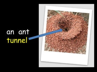 Ants for grade 2 | PPT