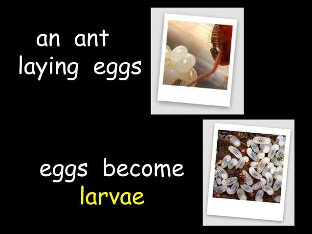 Ants for grade 2 | PPT