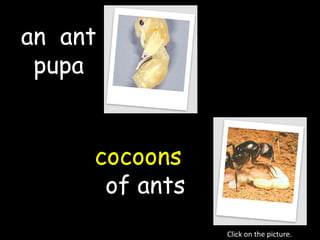 Ants for grade 2 | PPT