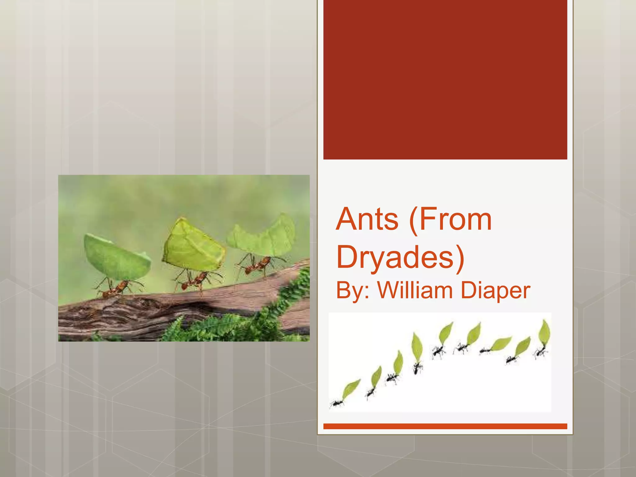 Ants (from dryades) by william diaper | PPTX