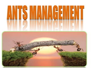 Ants Teamwork Ppt