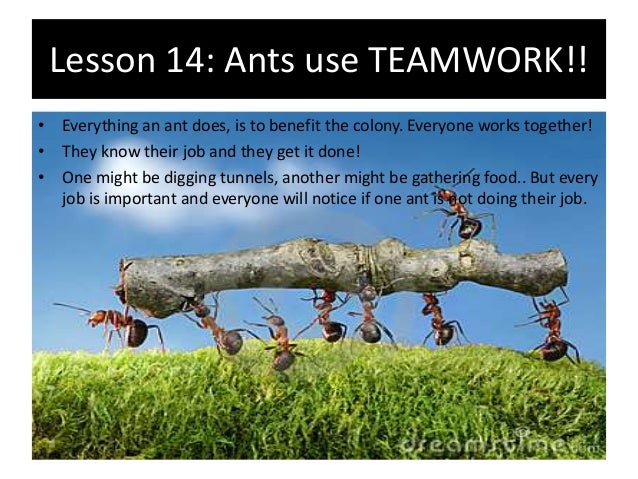 Ants Management - Management Lessons from Ants