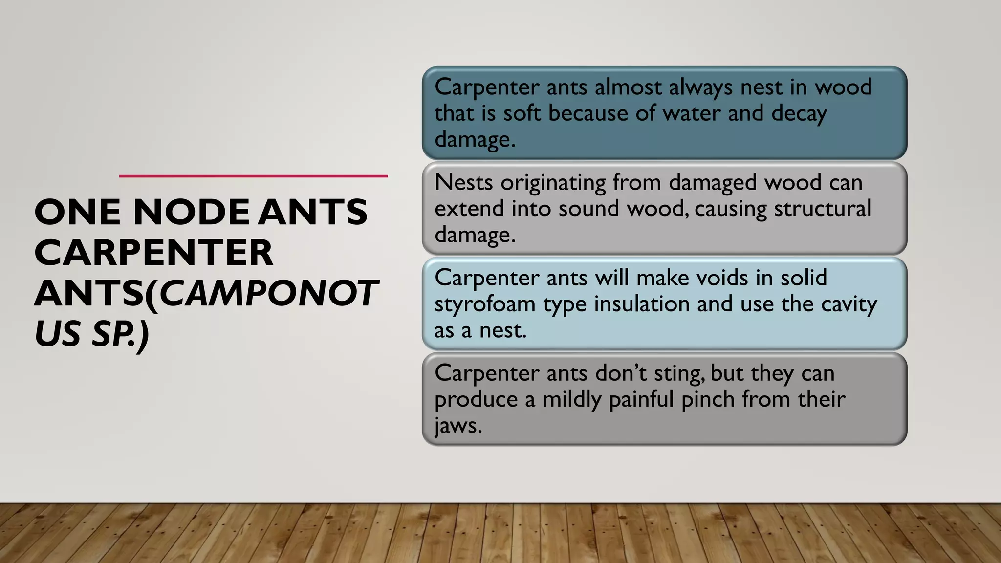 Ants One Node and Two Node.pdf