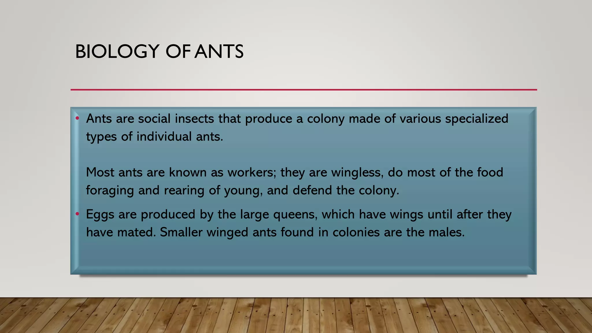 Ants One Node and Two Node.pdf