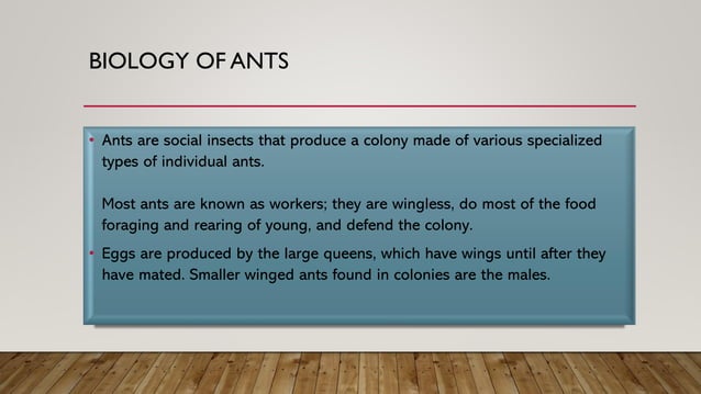 Ants One Node and Two Node.pdf