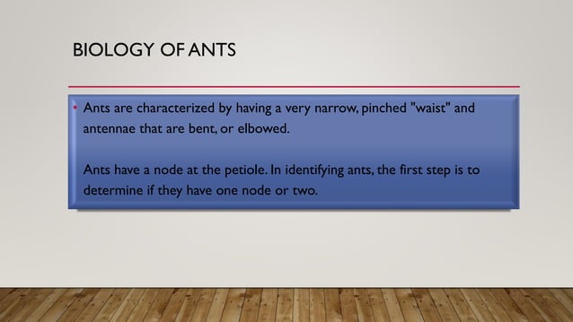 Ants One Node and Two Node.pdf
