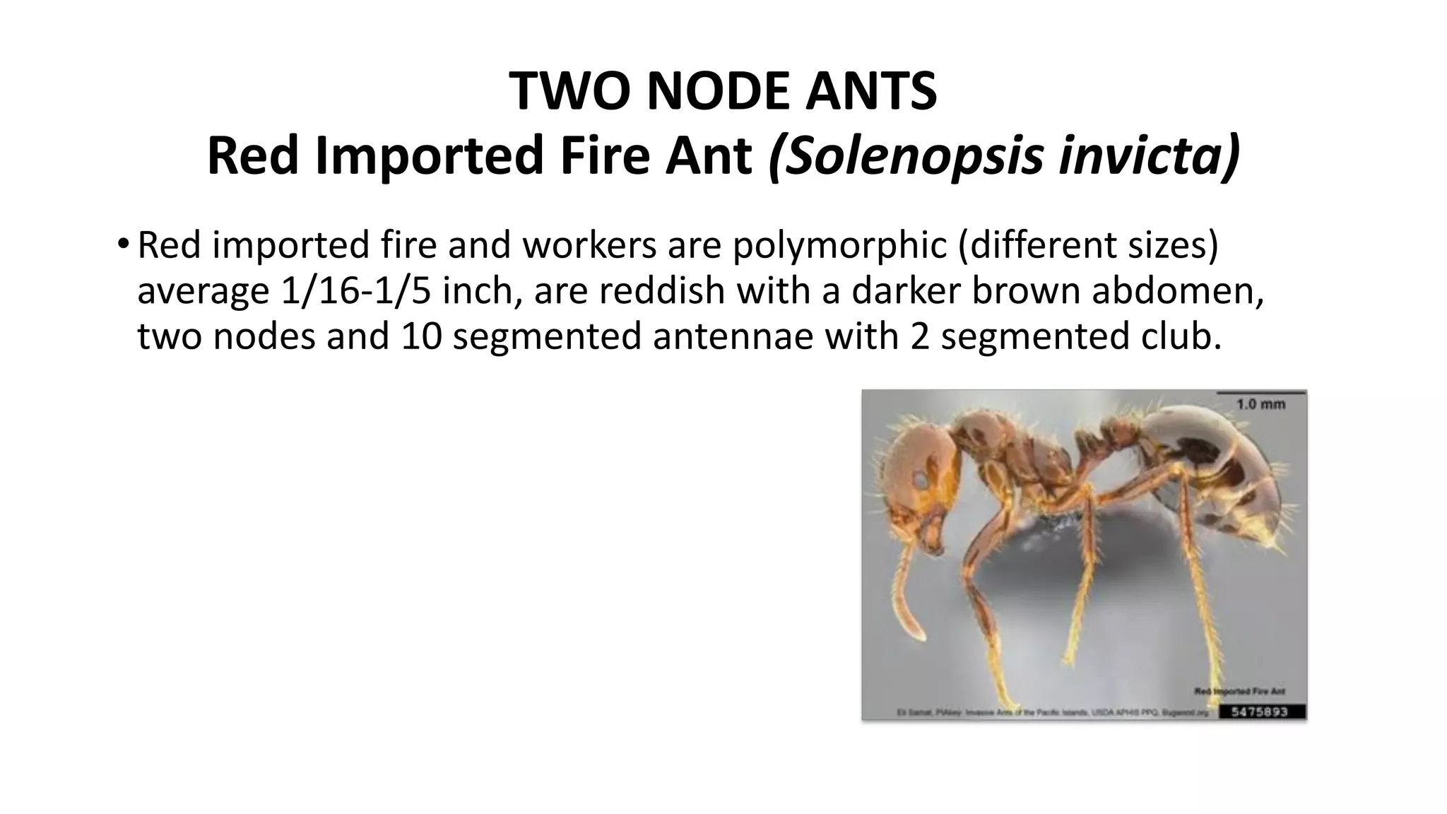 Ants One Node and Two Node (3).pdf