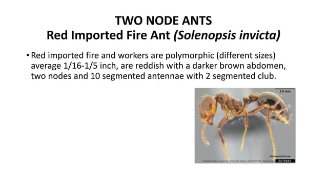 Ants One Node and Two Node (3).pdf