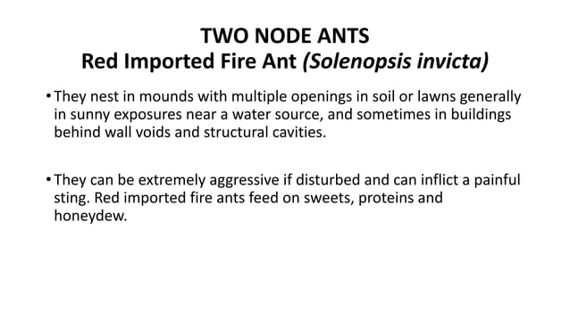 Ants One Node and Two Node (3).pdf