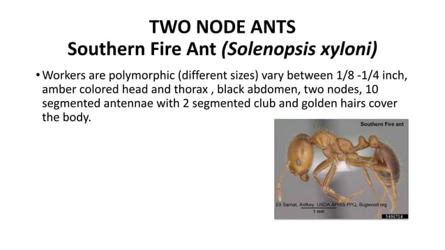 Ants One Node and Two Node (3).pdf