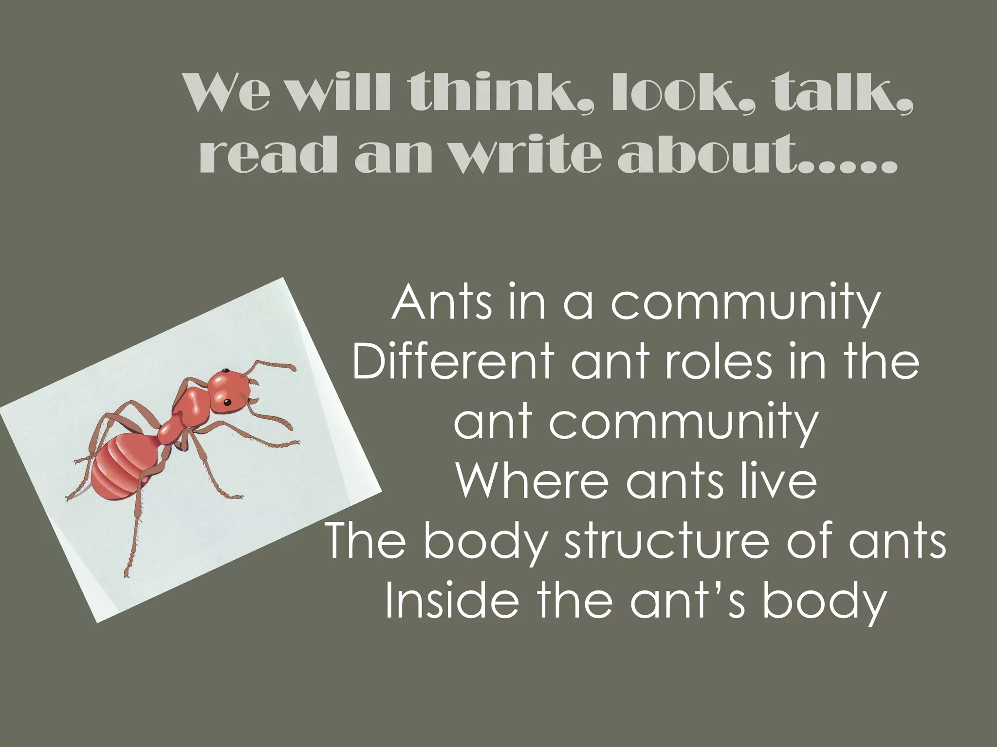 Ants presentation | PPT