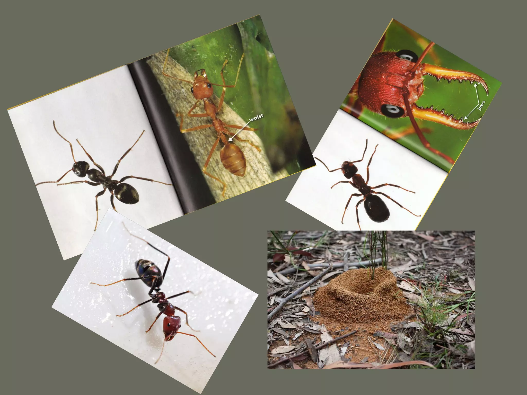 Ants presentation | PPT