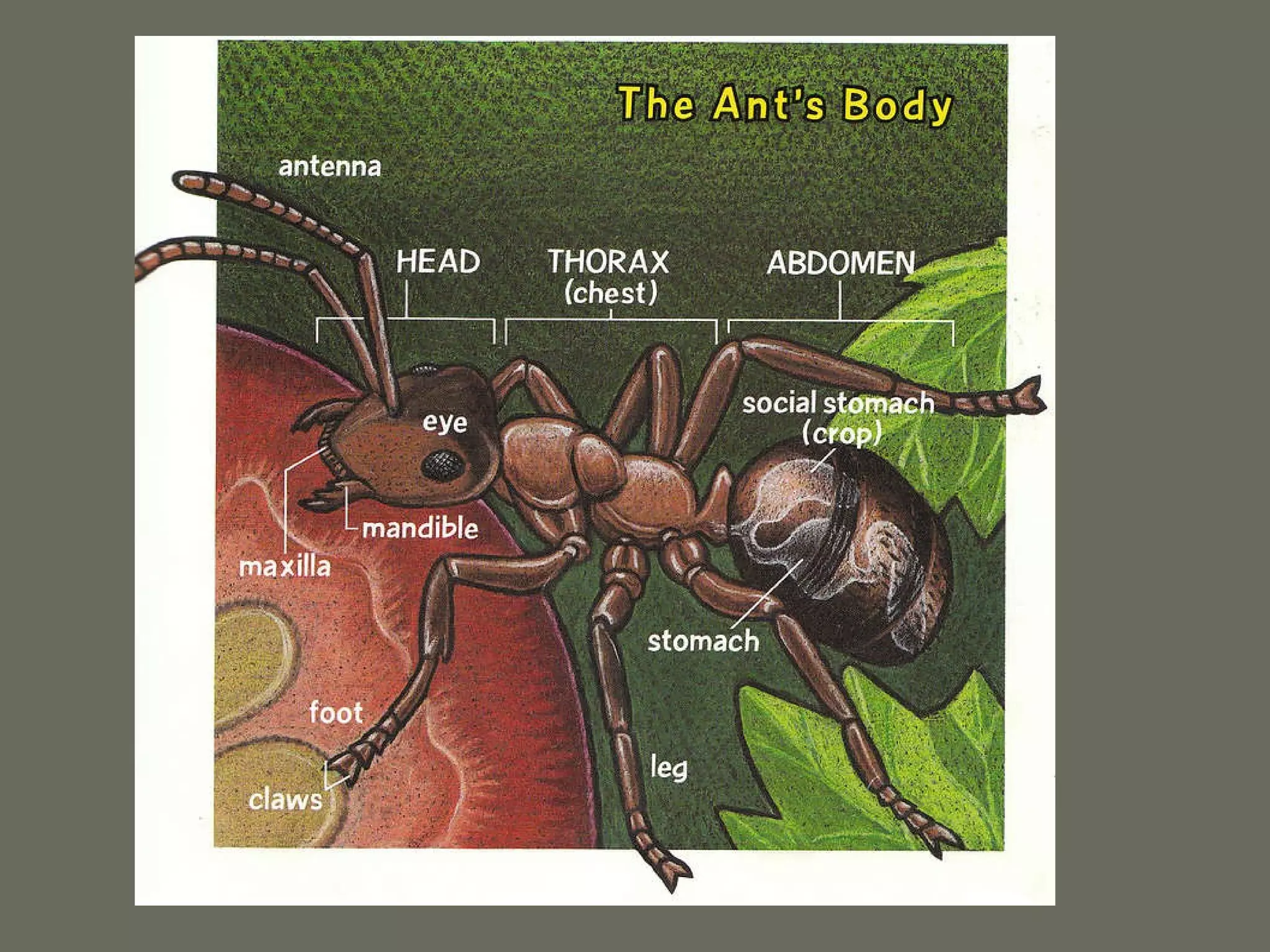 Ants presentation | PPT