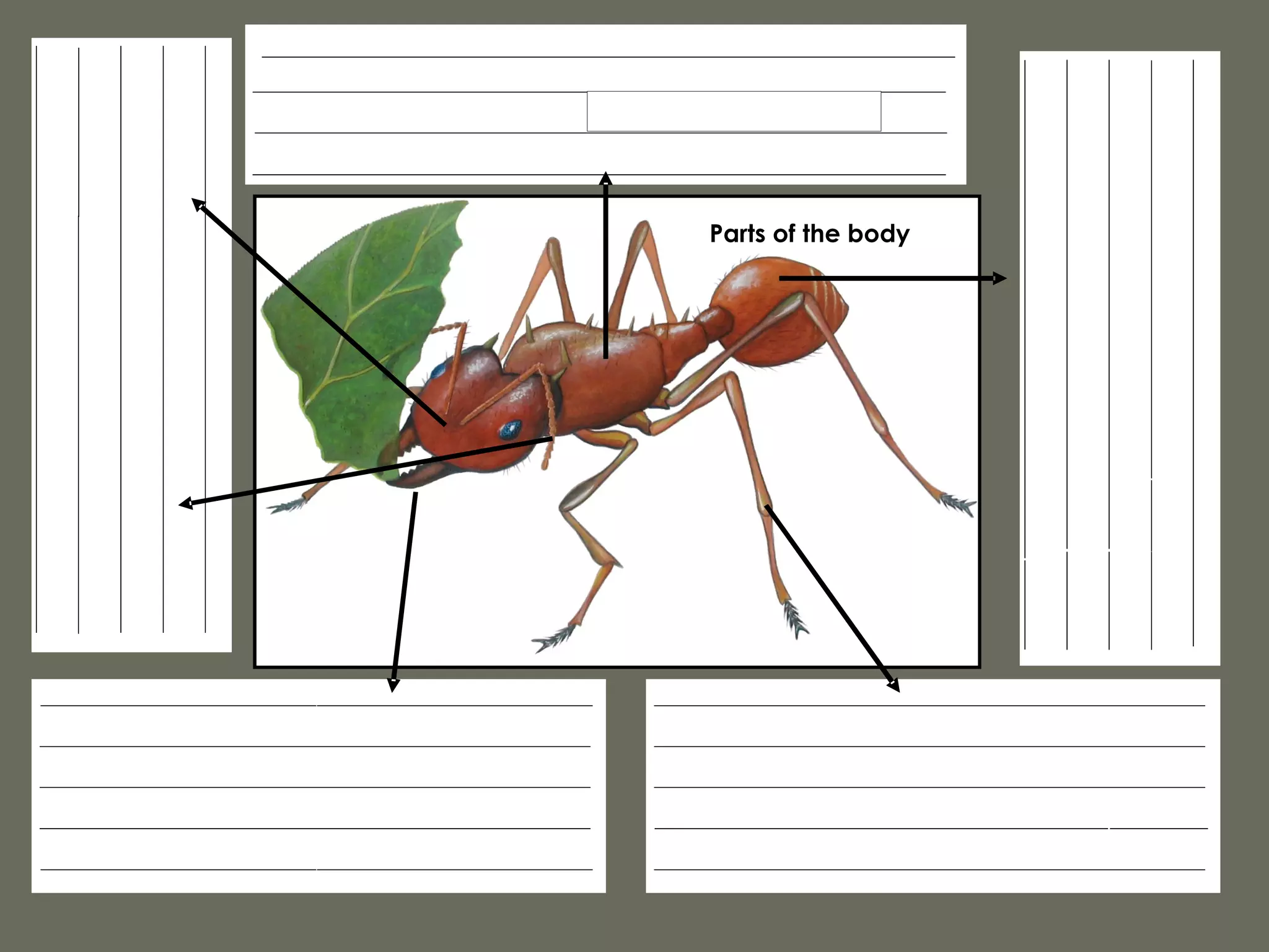 Ants presentation | PPT