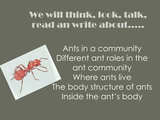 Ants presentation | PPT