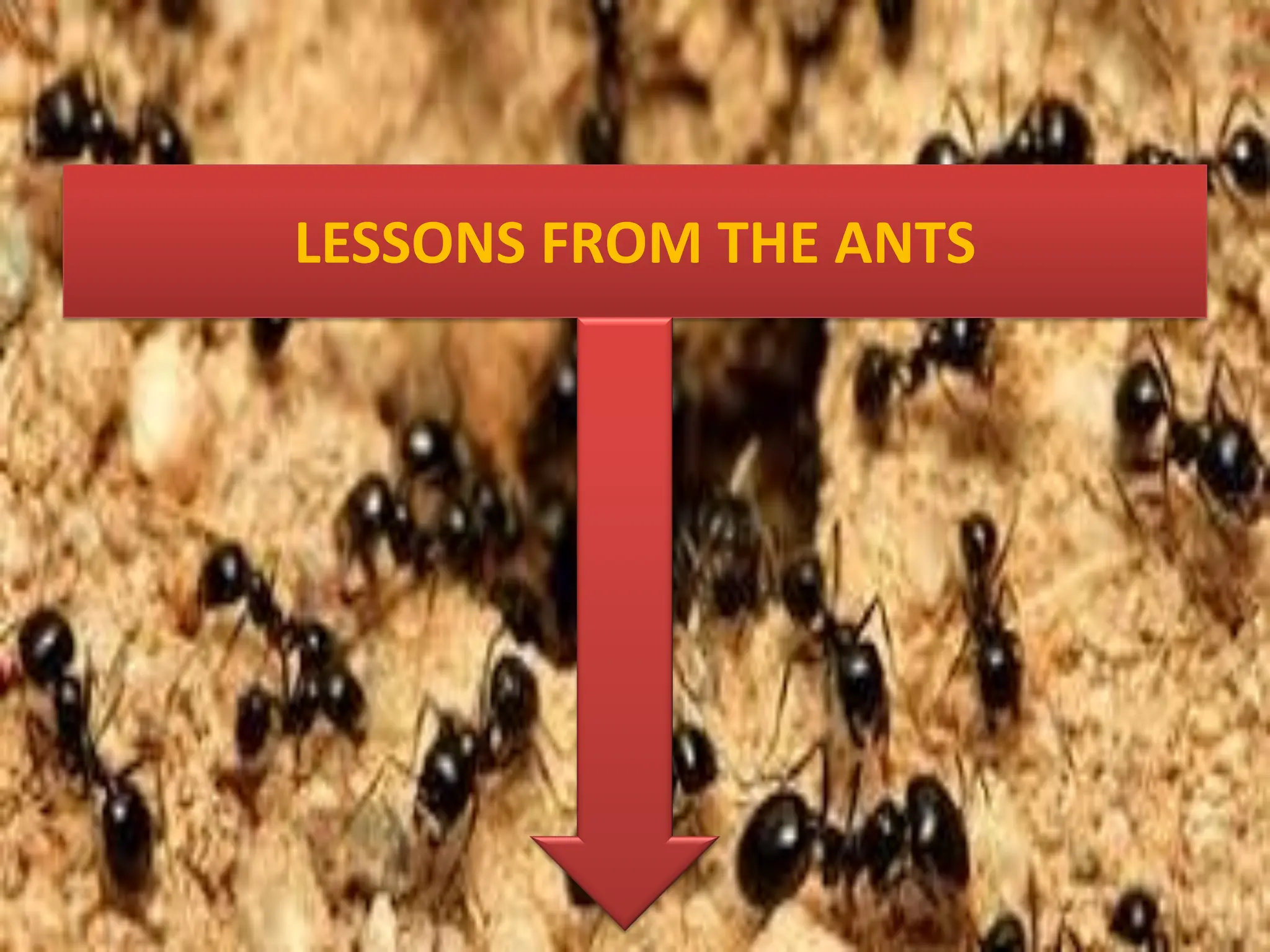 ANT STRATEGIES FOR PERSONAL GROWTH and organization | PDF | Beekeeping ...