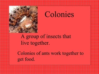 Ants vocabulary | PPT