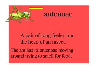 Ants vocabulary | PPT