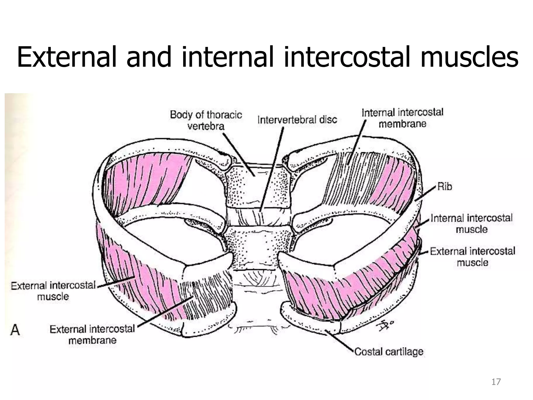 Ant thoracic wall and intercostal space | PPT