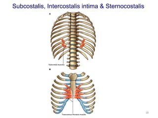 Sternocostalis Muscle