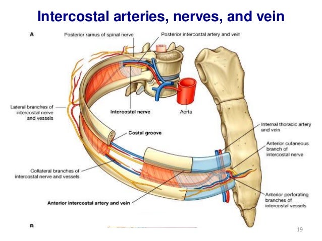Ant thoracic wall and intercostal space