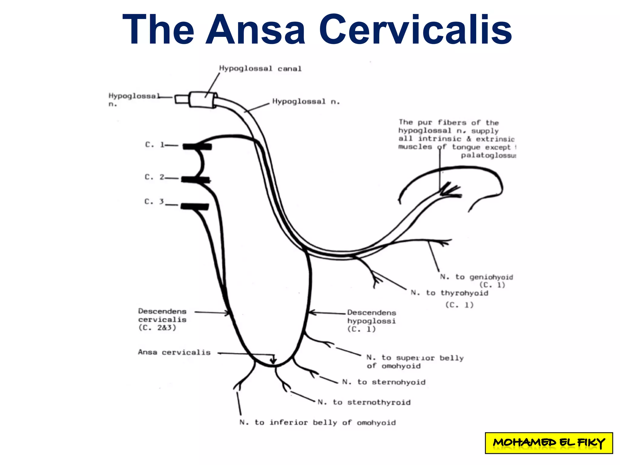 Anterior triangle of the neck part 1 | PDF