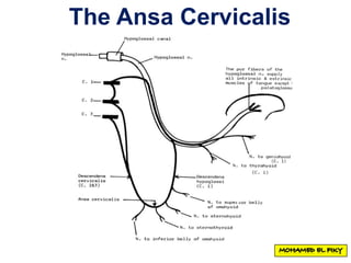 Anterior triangle of the neck part 1 | PDF