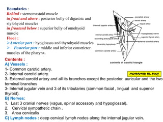 Carotid Triangle Contents Mnemonic