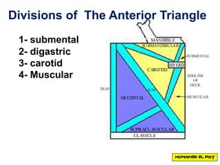 Anterior Triangle Of Neck