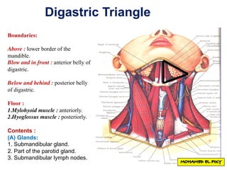 Anterior triangle of the neck part 1 | PPT
