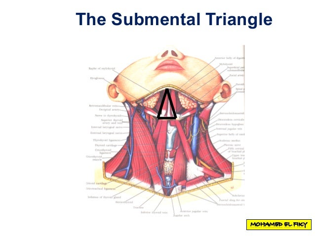 Anterior triangle of the neck part 1