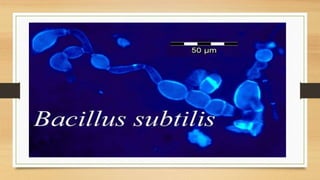 Bacillus -collection and isolation | PPTX