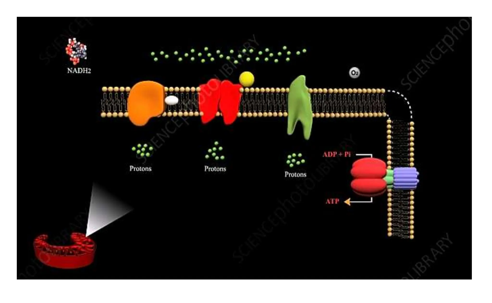 Respiration in higher plants class 11th NCERT bio | PPTX