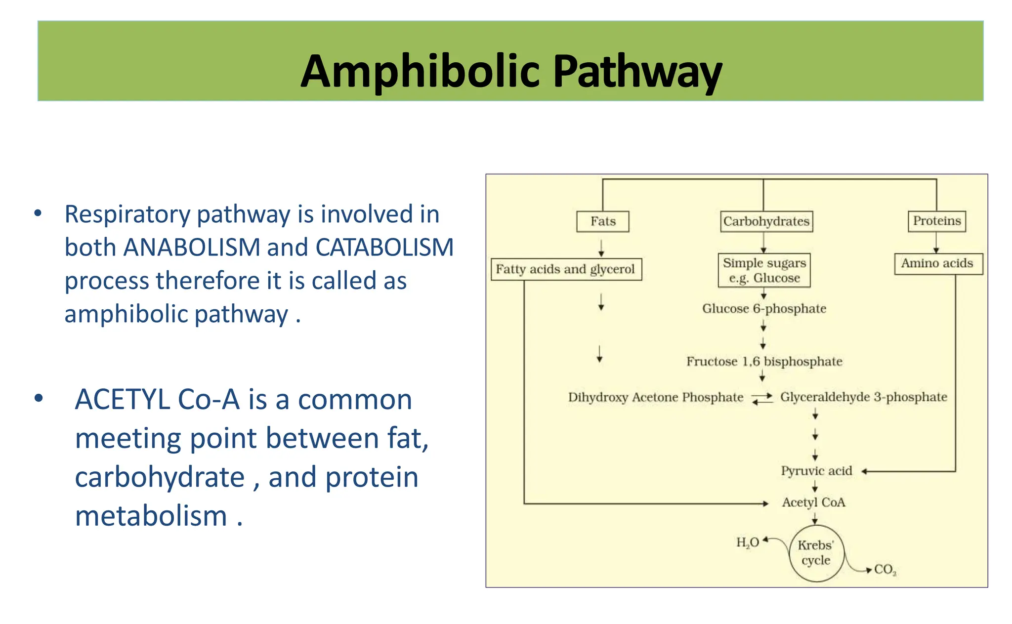 Respiration in higher plants class 11th NCERT bio | PPTX