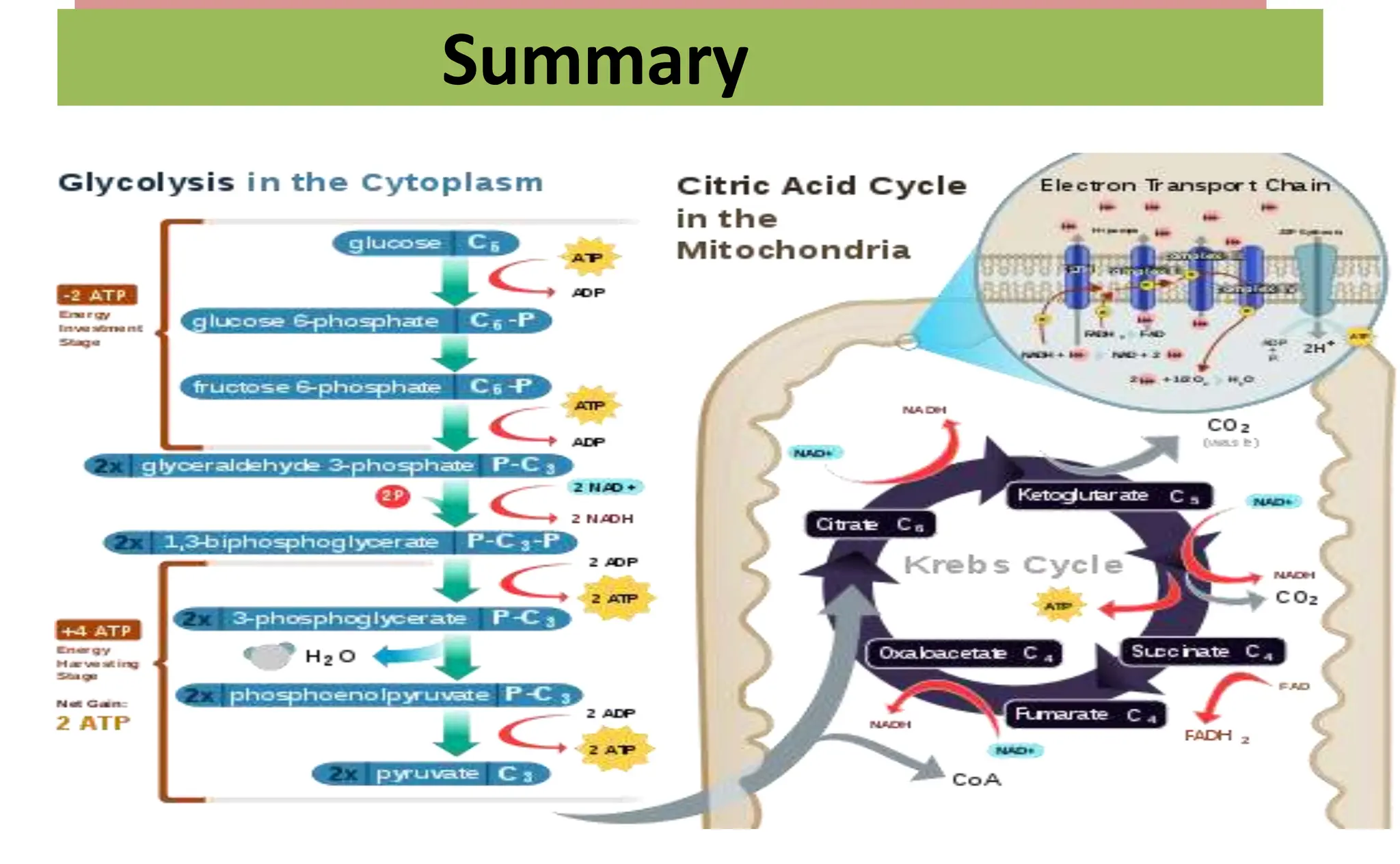 Respiration in higher plants class 11th NCERT bio | PPTX