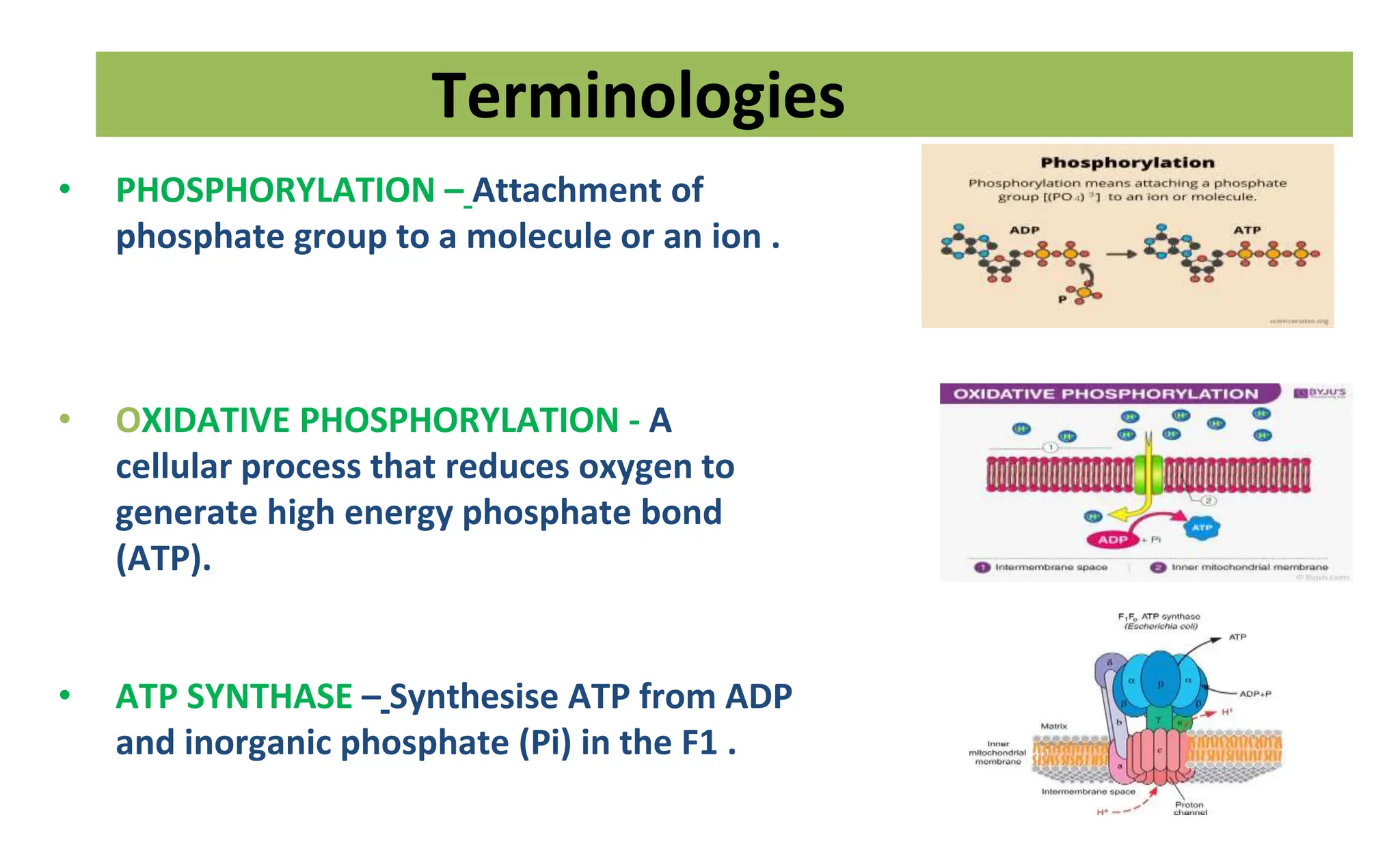 Respiration in higher plants class 11th NCERT bio | PPTX