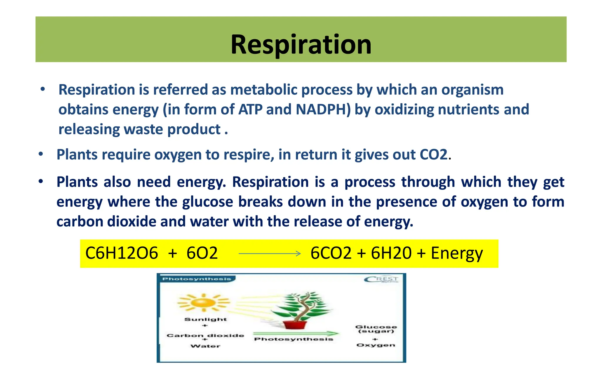 Respiration in higher plants class 11th NCERT bio | PPTX