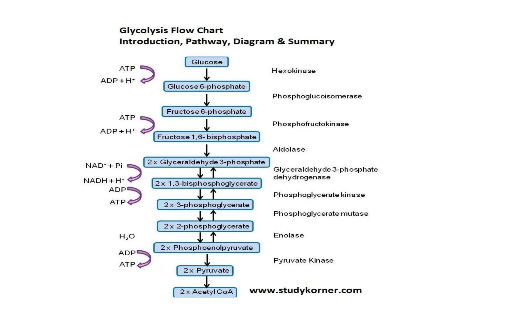 Respiration in higher plants class 11th NCERT bio | PPTX